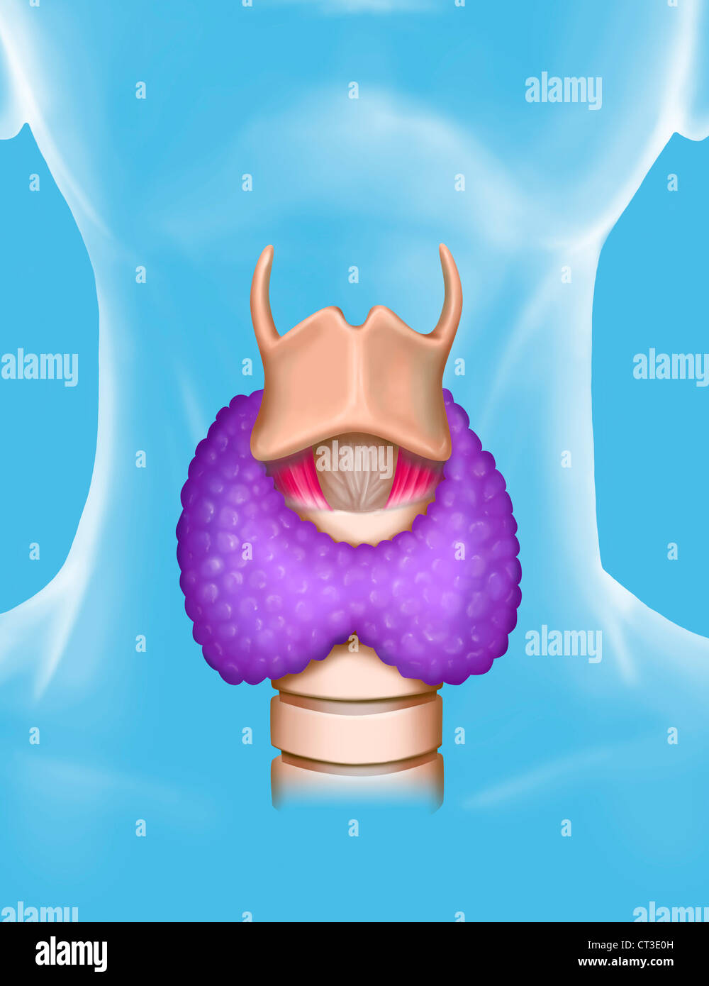 Muscles de la gorge humaine Banque de photographies et d’images à haute ...