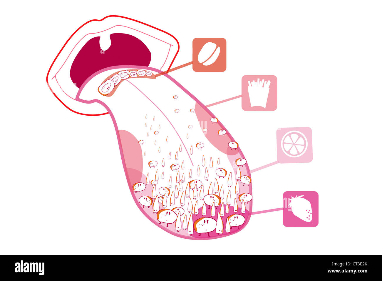 Anatomie du goût Banque d'images détourées - Alamy