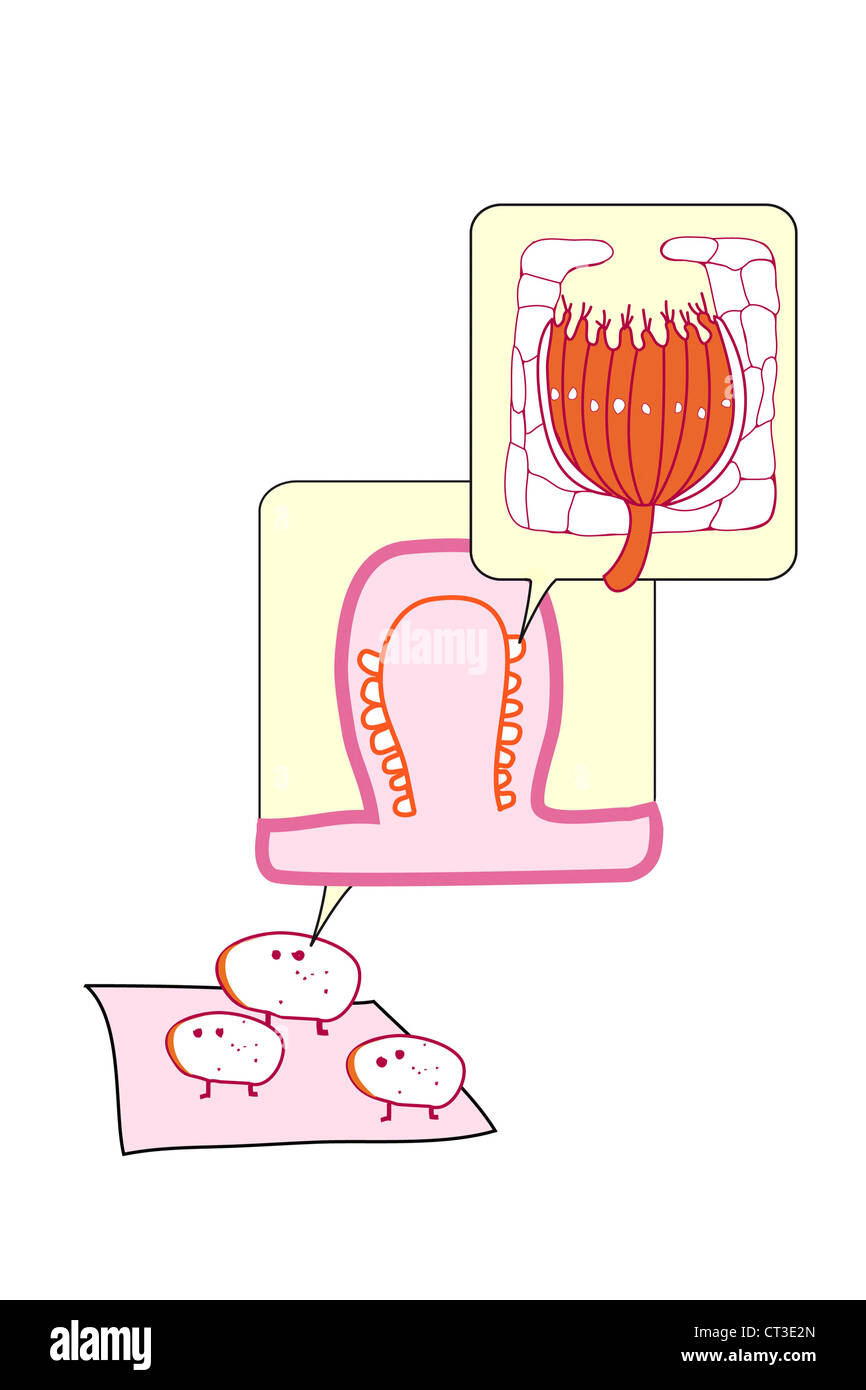 Lingual papilla and taste buds Banque de photographies et d’images à ...