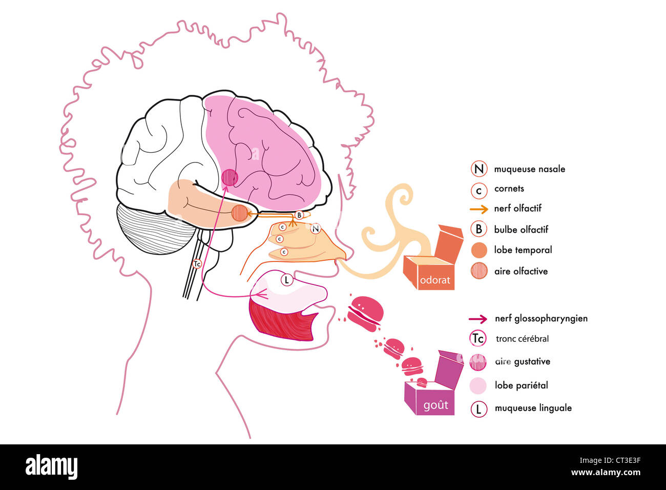 Le goût, l'ILLUSTRATION Photo Stock - Alamy