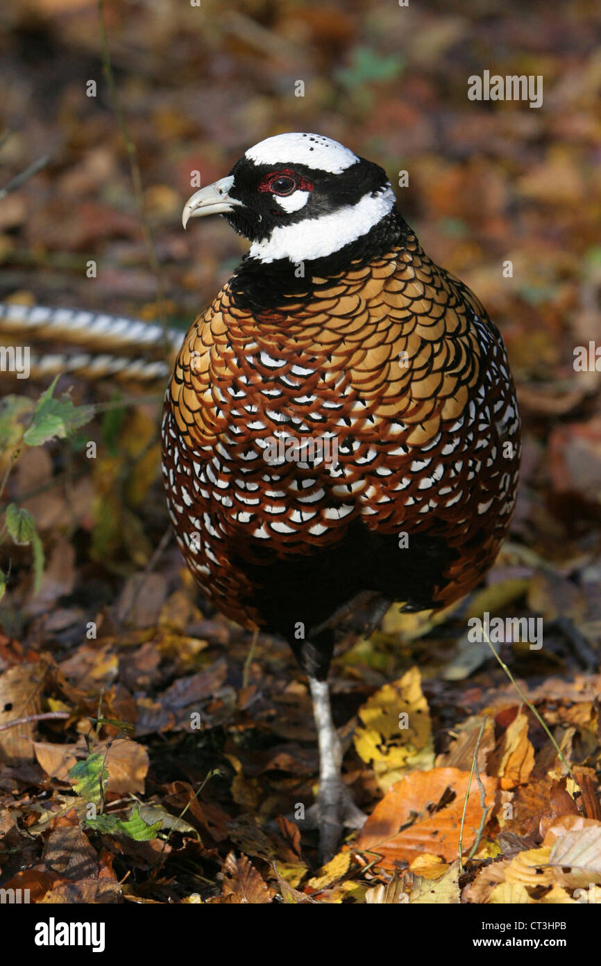 Faisan reevess Banque de photographies et d’images à haute résolution - Alamy