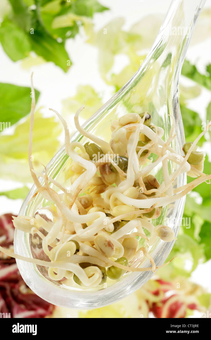 Germination des graines de haricot Banque de photographies et d’images ...