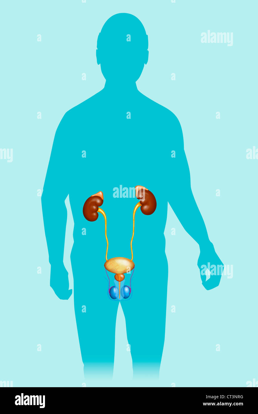 Male Genital Organs Photos & Male Genital Organs Images - Alamy