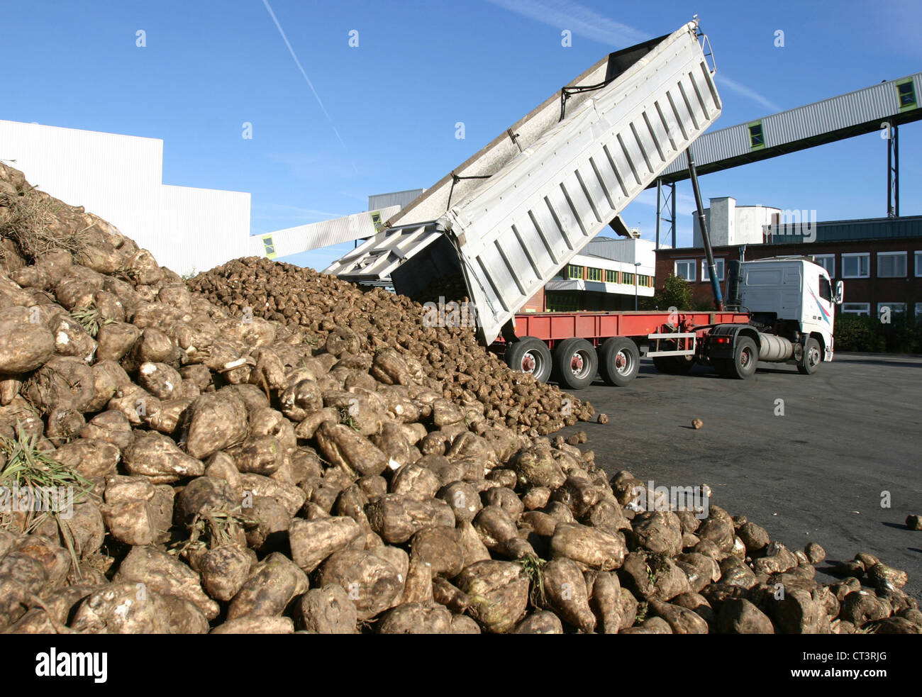 Schleswig, betterave à sucre, la fabrication du sucre en Amérique du ...