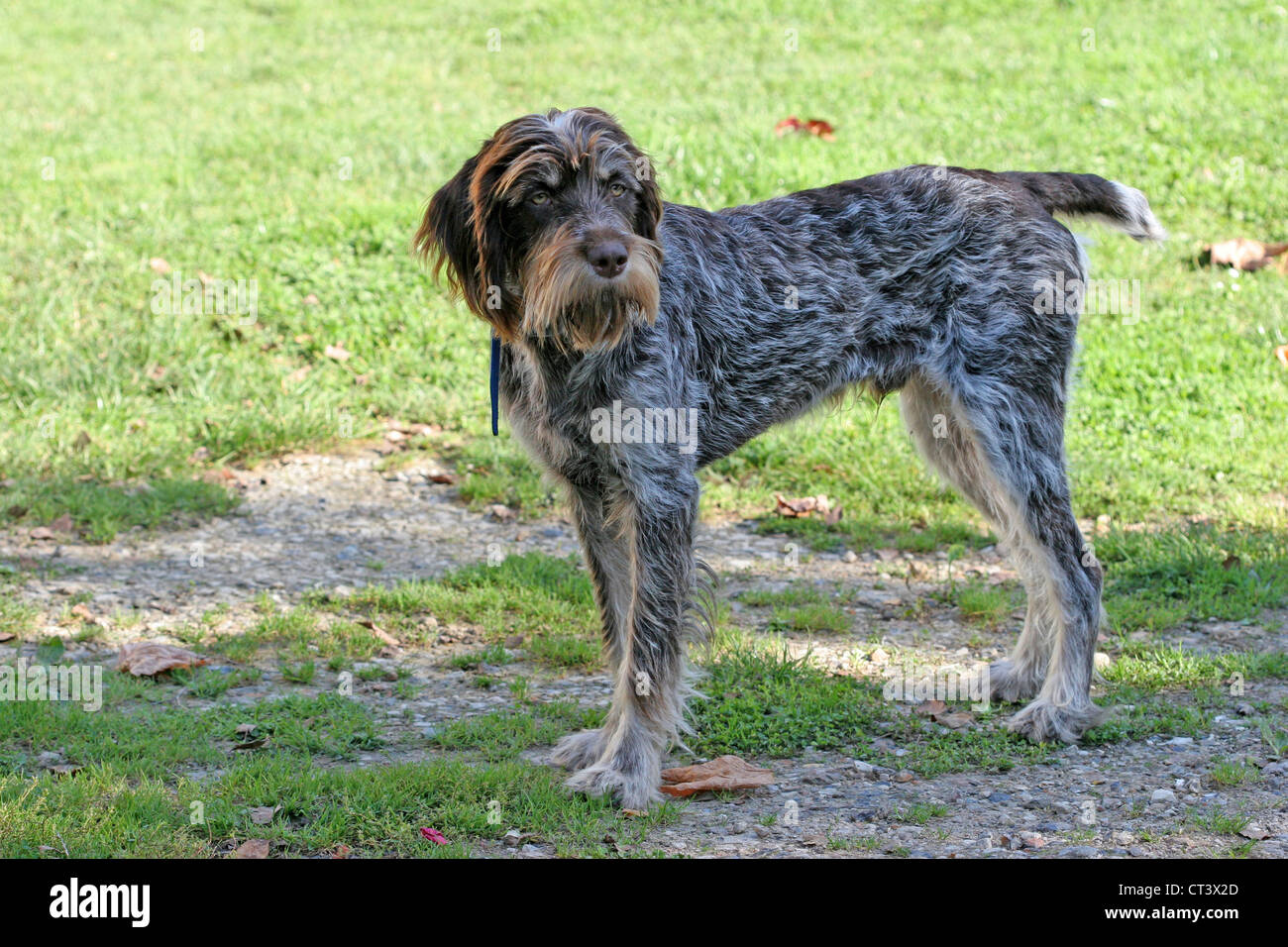 Chien griffon korthals Banque de photographies et d’images à haute ...
