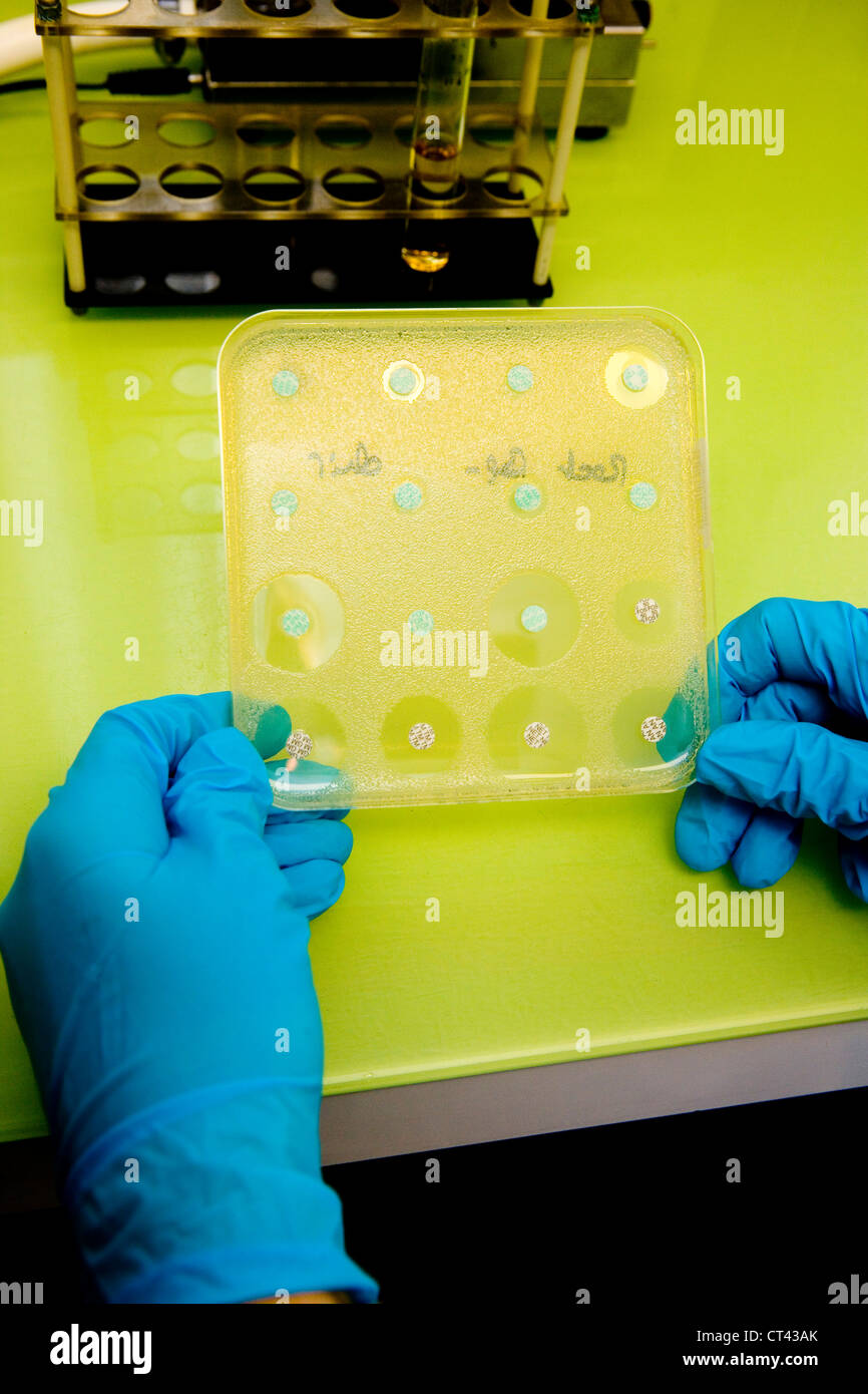 Antibiogram antibiotic sensitivity test Banque de photographies et d ...