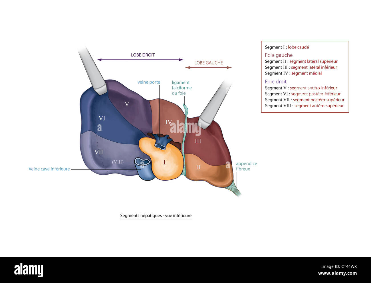 Ligament Large Banque d'image et photos - Alamy