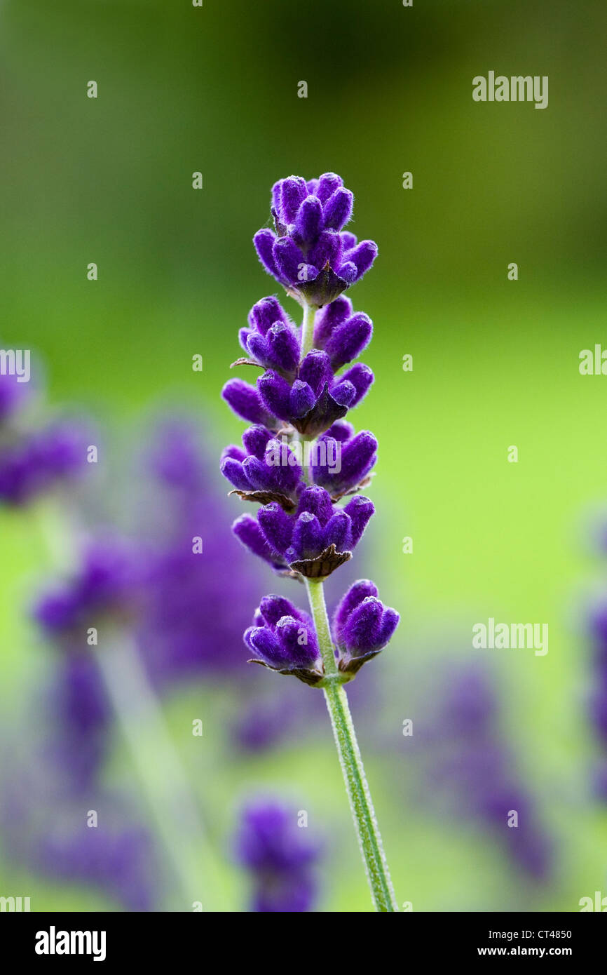 Lavandula angustifolia 'Munstead' pousse dans un jardin anglais. Fleurs ...