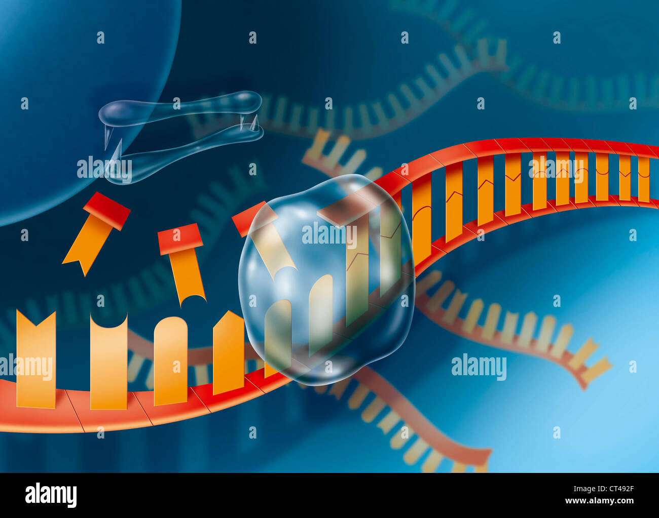 Rna interference Banque de photographies et d’images à haute résolution ...