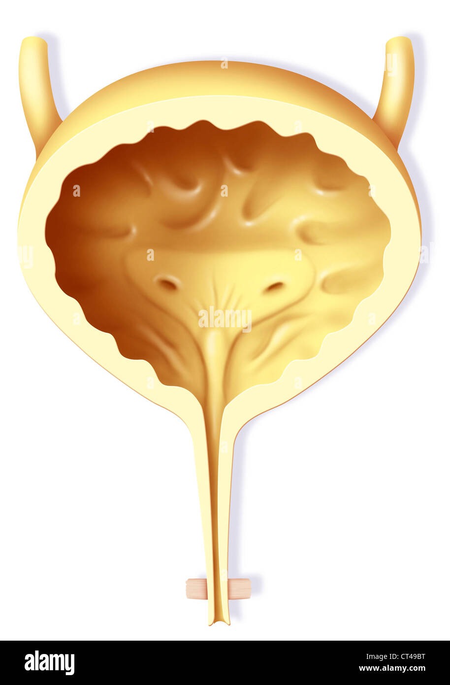 Anatomie uretre femme Banque d'images détourées - Alamy