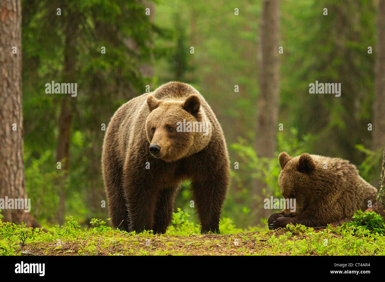 Ours bruns Banque de photographies et d’images à haute résolution - Alamy