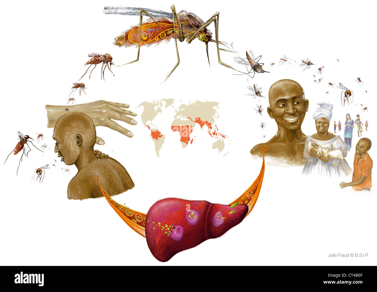 Parasites du paludisme plasmodium Banque d'images détourées - Alamy
