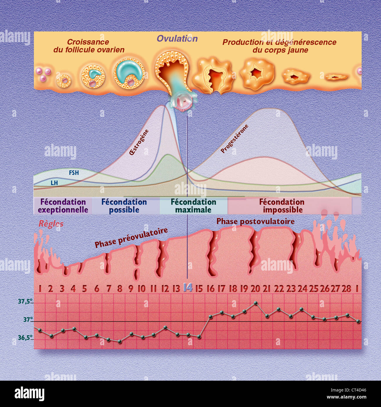 CYCLE MENSTRUEL, dessin Photo Stock - Alamy