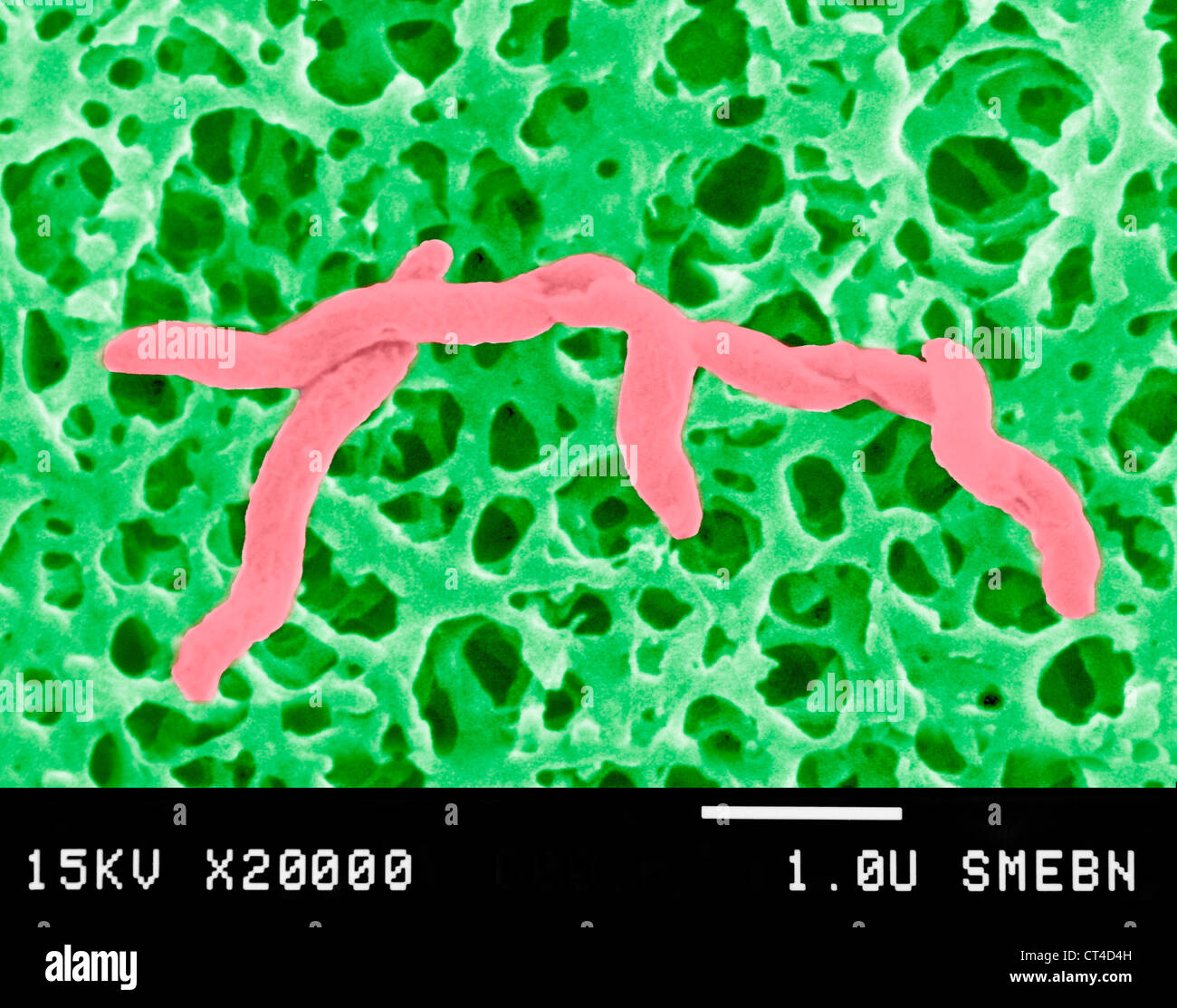 Campylobacter jejuni Banque de photographies et d’images à haute ...