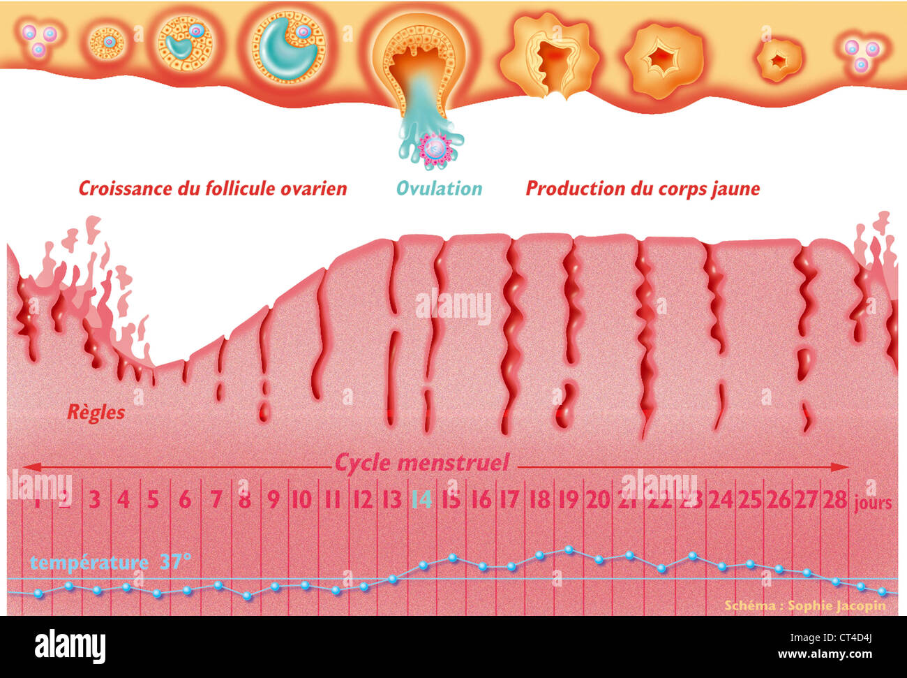 CYCLE MENSTRUEL, dessin Photo Stock - Alamy