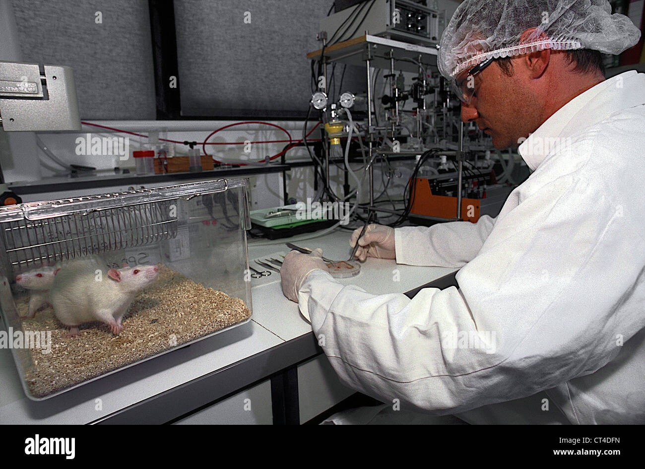RAT DE LABORATOIRE Photo Stock - Alamy