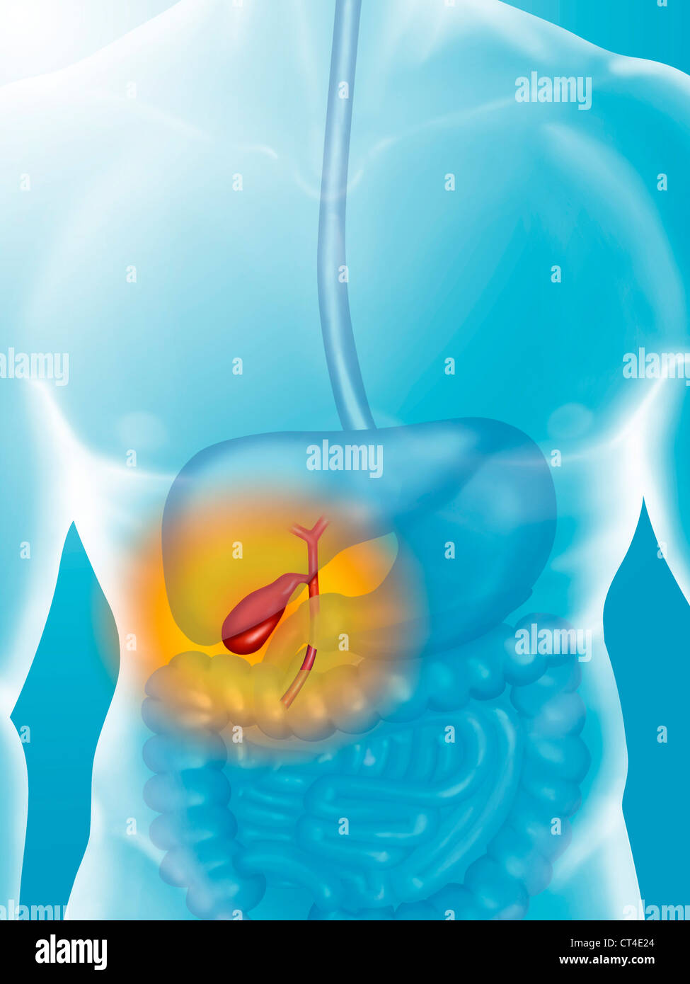 La vésicule biliaire, dimensions Photo Stock - Alamy