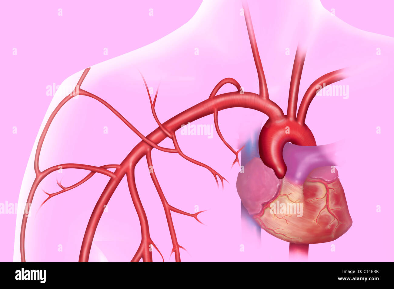 La circulation sanguine Banque de photographies et d’images à haute ...