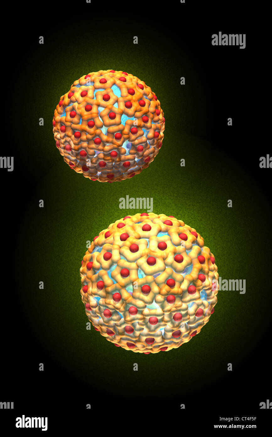 Virus du papillome humain Banque de photographies et d’images à haute ...