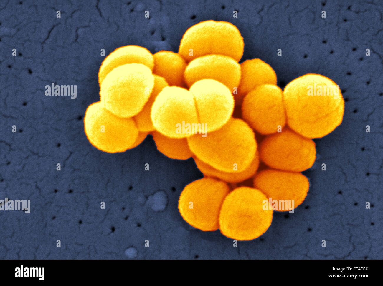 Micrococcus luteus Banque de photographies et d’images à haute ...