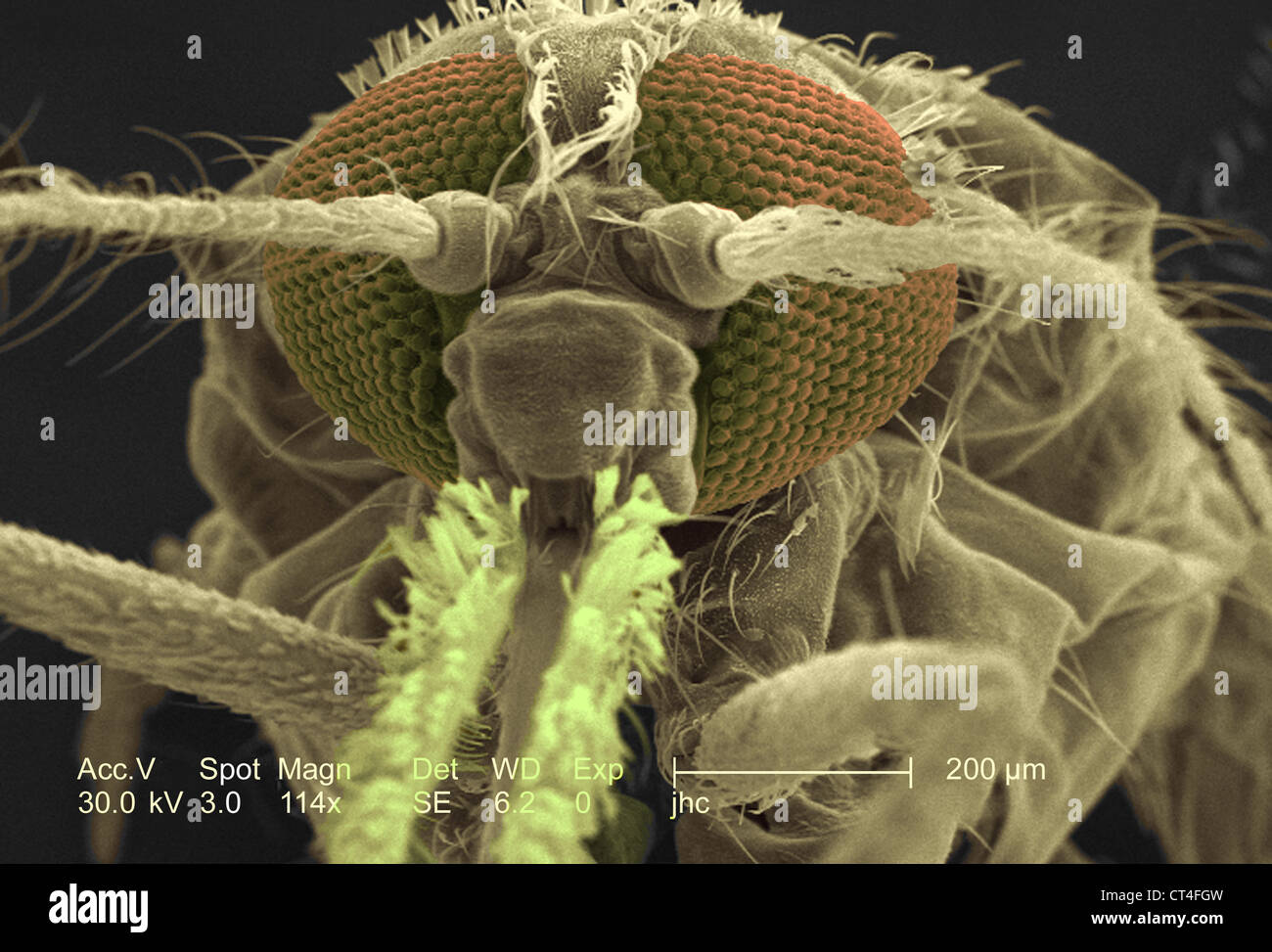 Anopheles sp Banque de photographies et d’images à haute résolution - Alamy