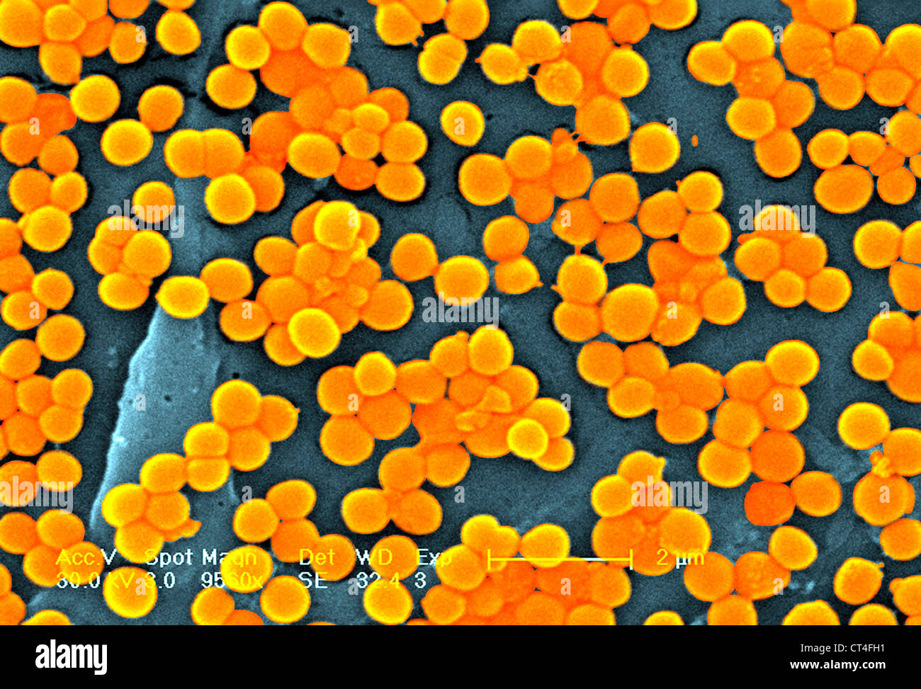 Staphylocoque doré Banque de photographies et d’images à haute ...