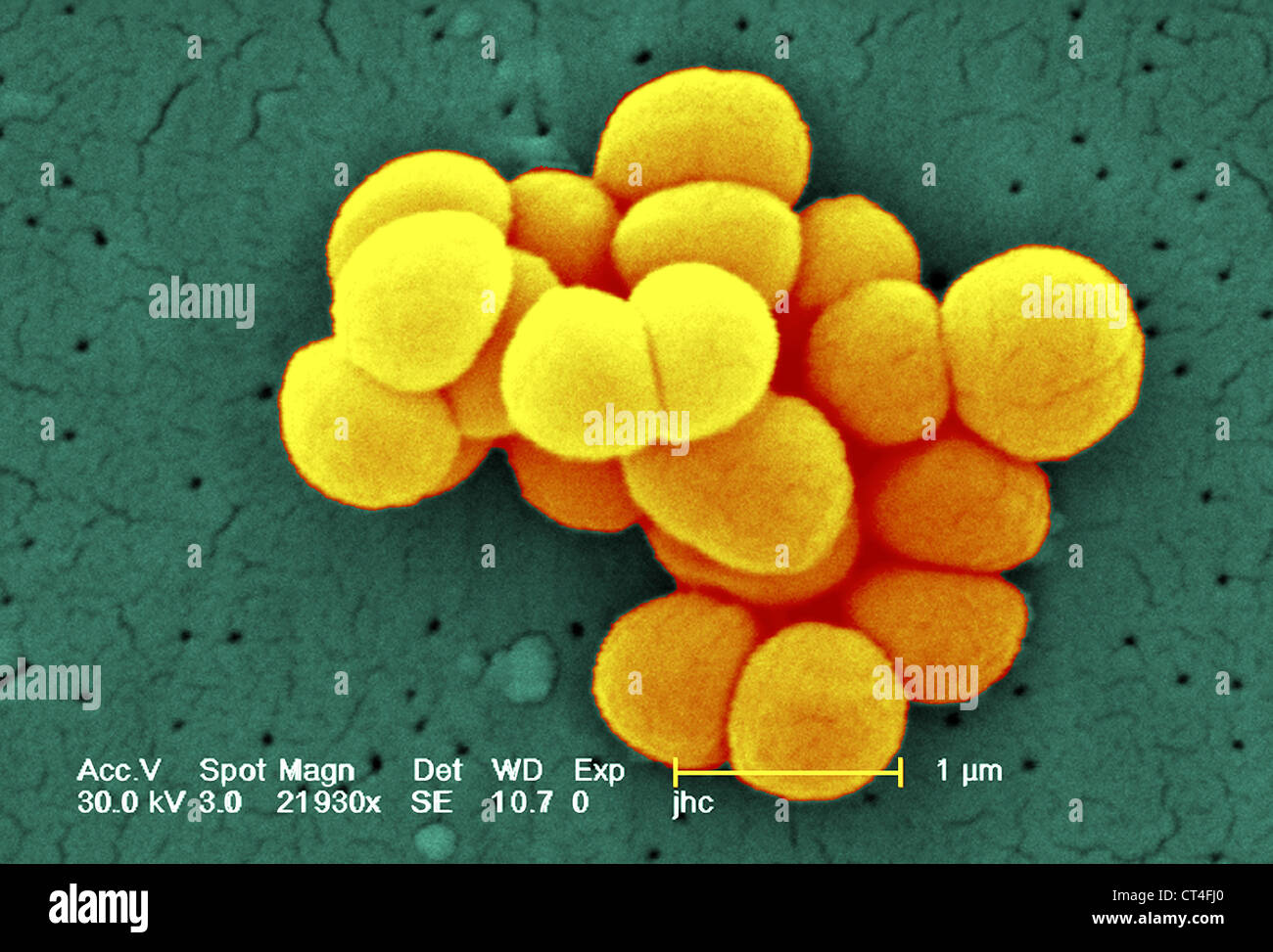 Micrococcus luteus Banque de photographies et d’images à haute ...