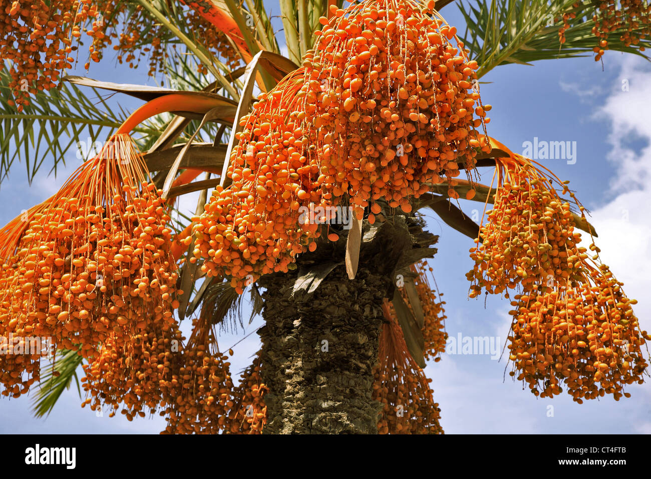 Phoenix palmier dattier sp Banque de photographies et d’images à haute ...
