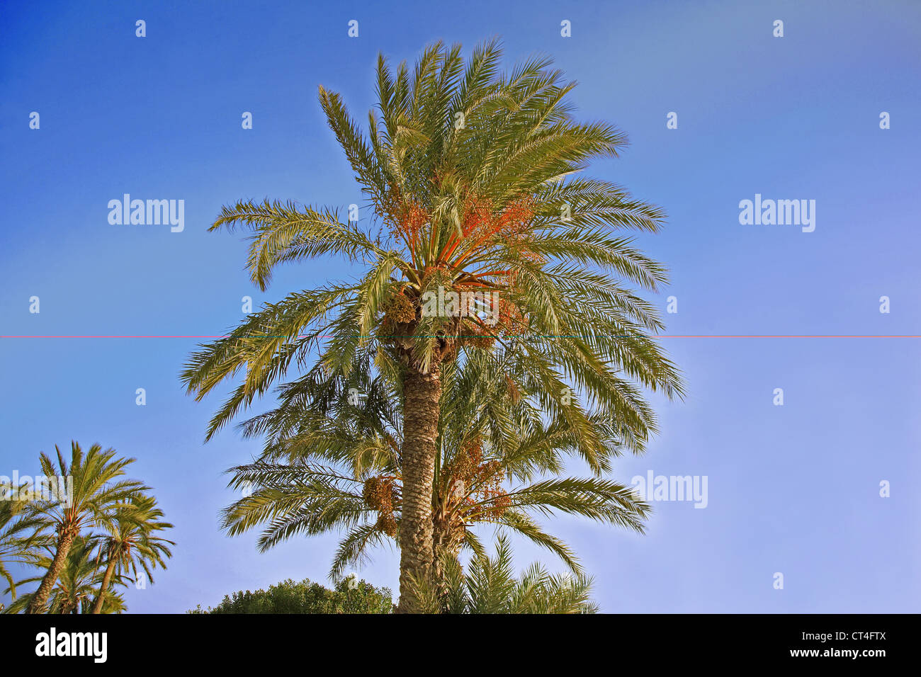 Phoenix palmier dattier sp Banque de photographies et d’images à haute ...