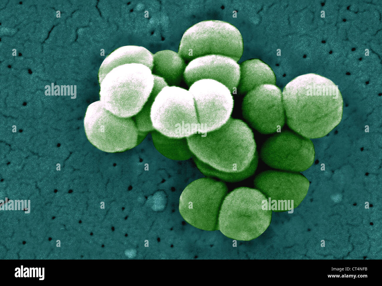 Micrococcus luteus Banque de photographies et d’images à haute ...