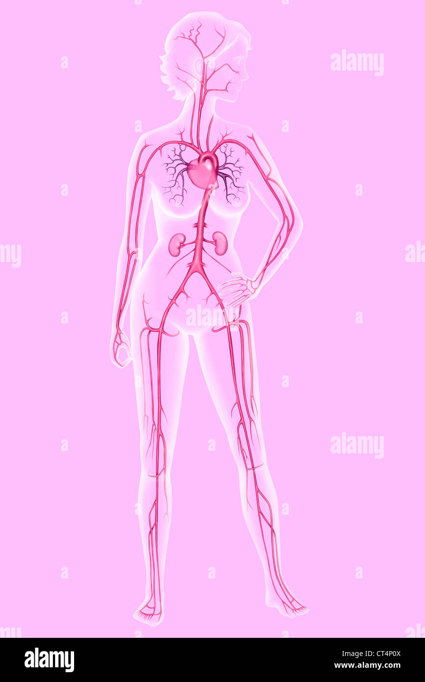 Circulation systémique Banque de photographies et d’images à haute ...