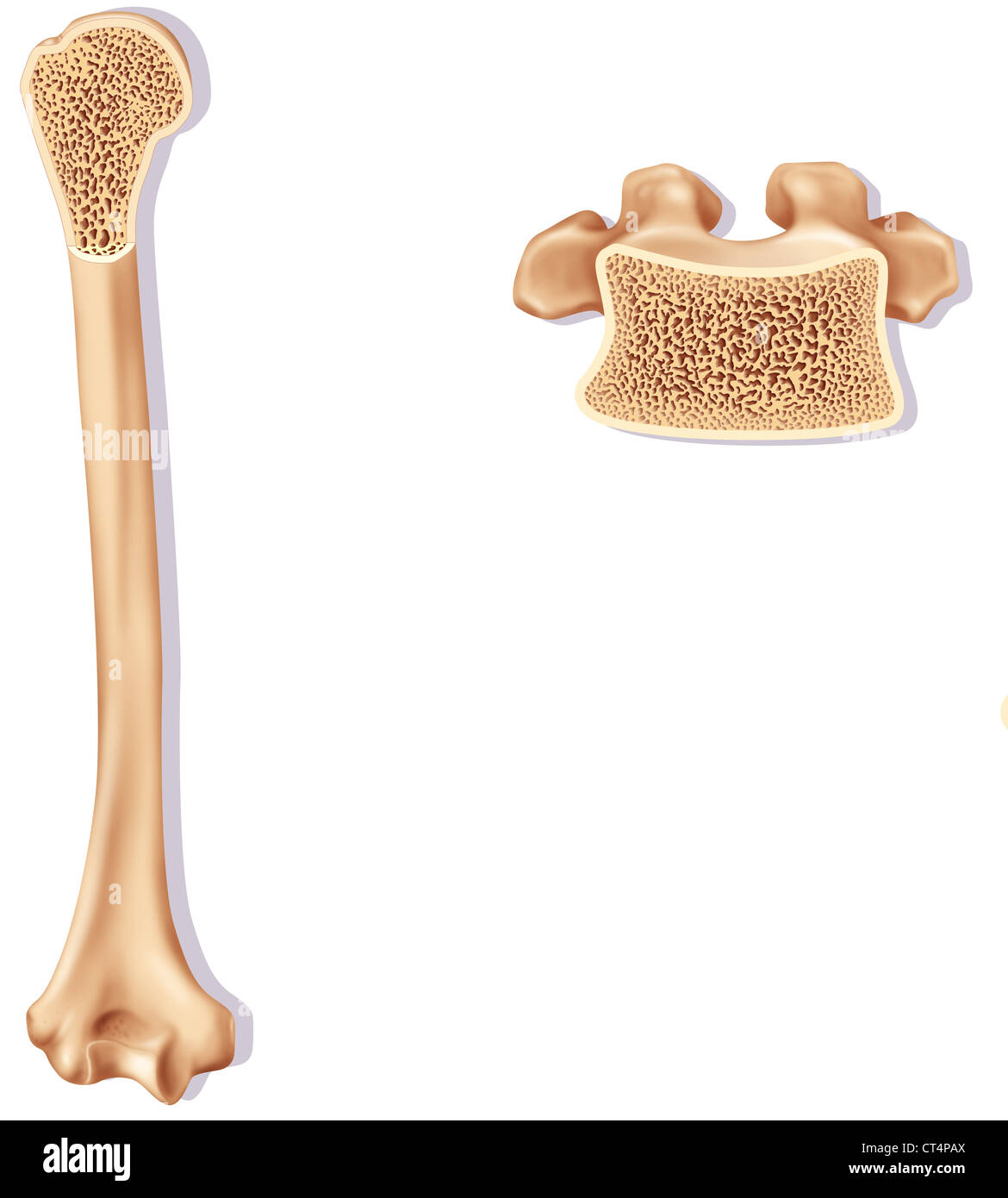 Tissu osseux lamellaire Banque de photographies et d’images à haute ...