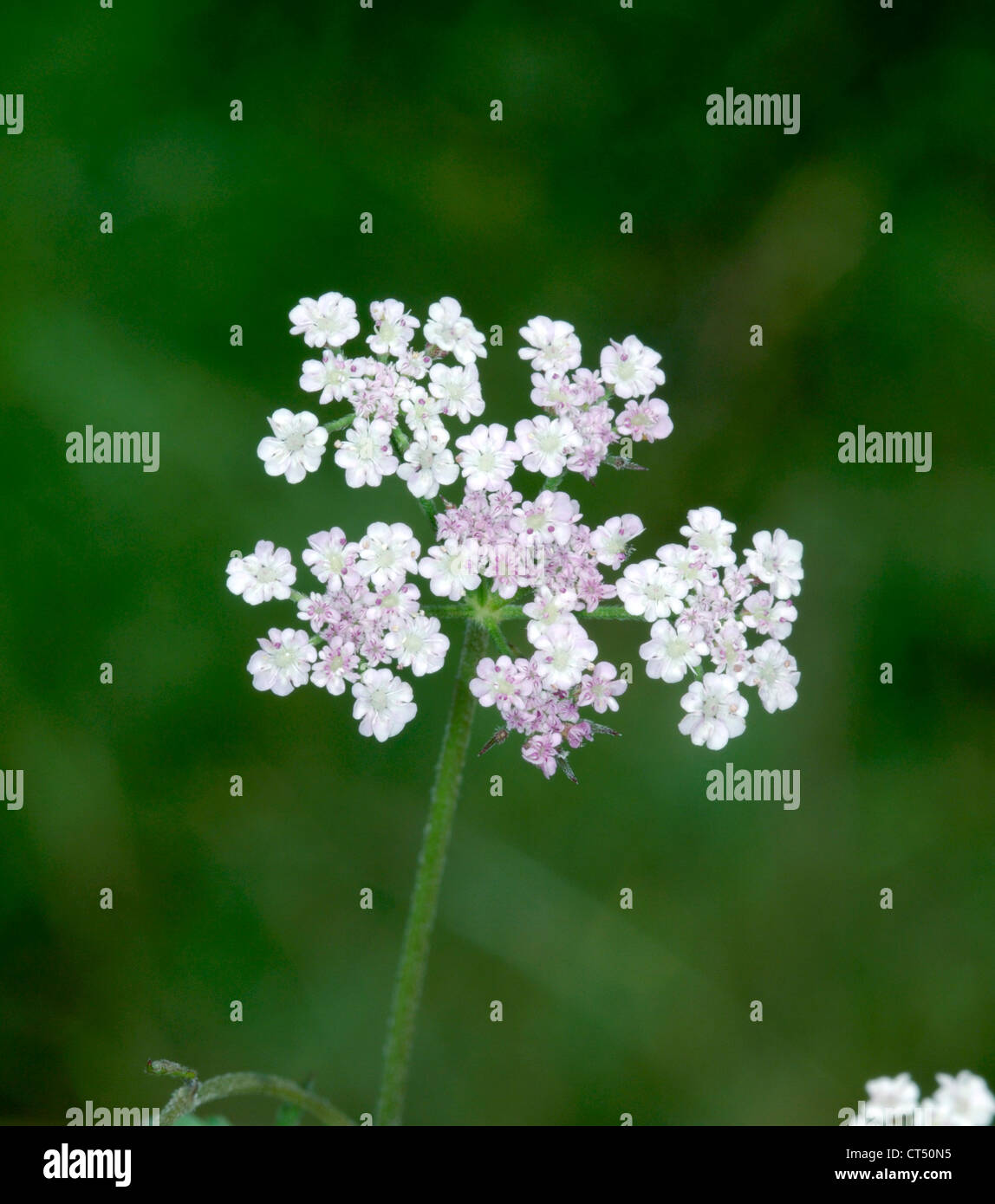 Torilis japonica Banque de photographies et d’images à haute résolution ...