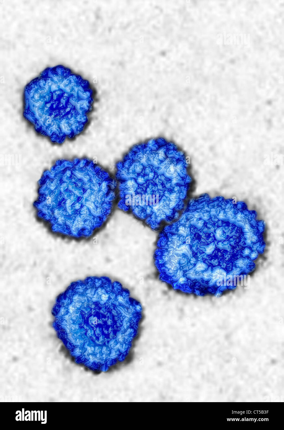 Virus de la rubéole Banque de photographies et d’images à haute ...