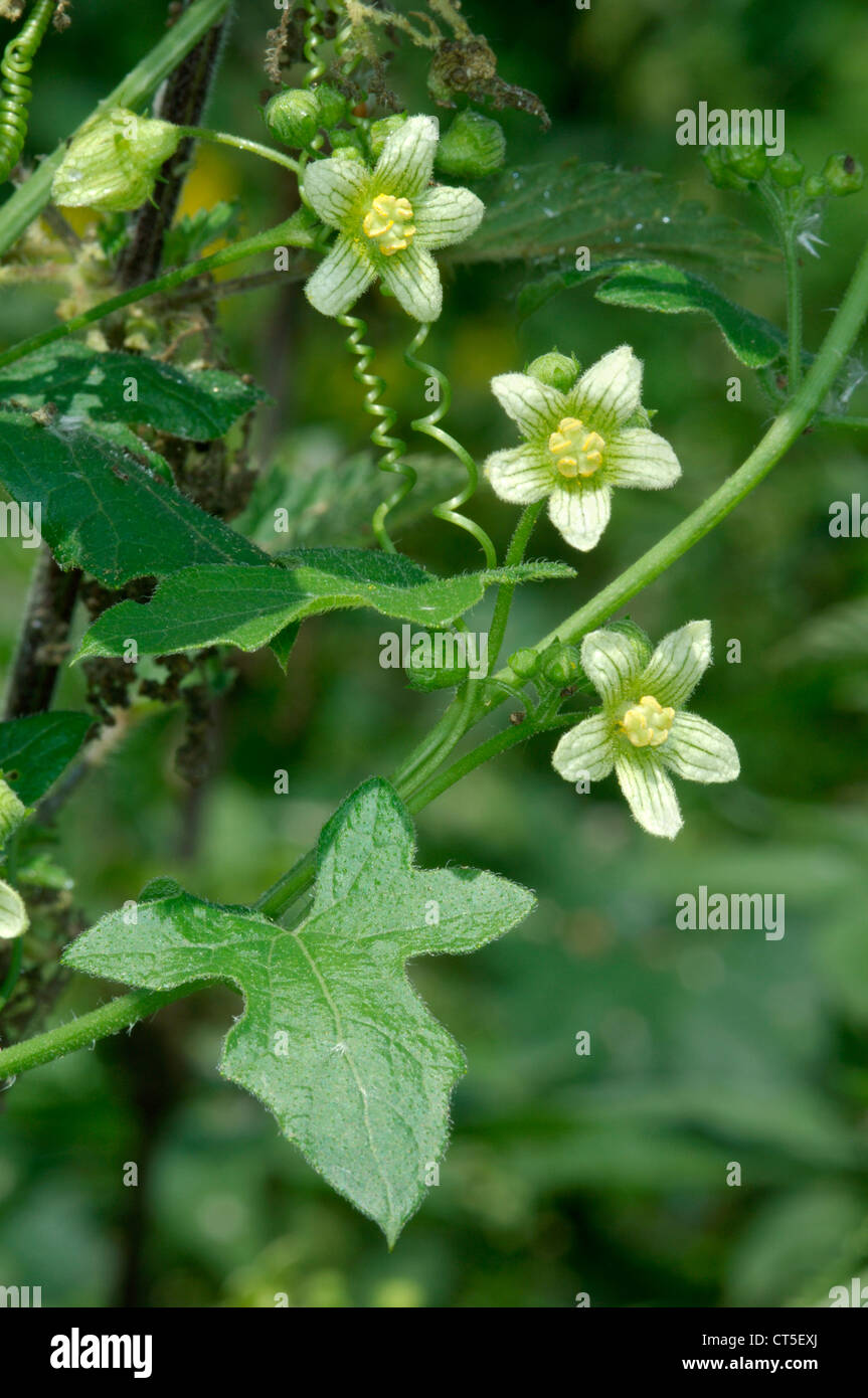 White bryony bryonia dioica Banque de photographies et d’images à haute ...