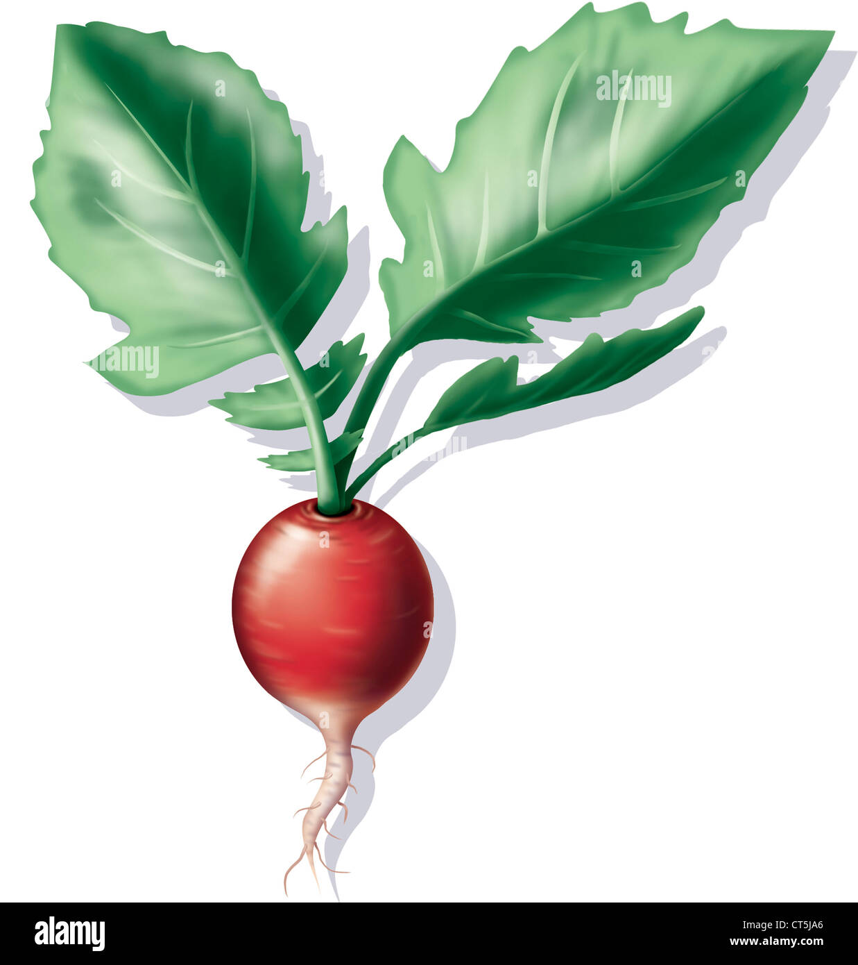 Radish drawing Banque de photographies et d’images à haute résolution ...
