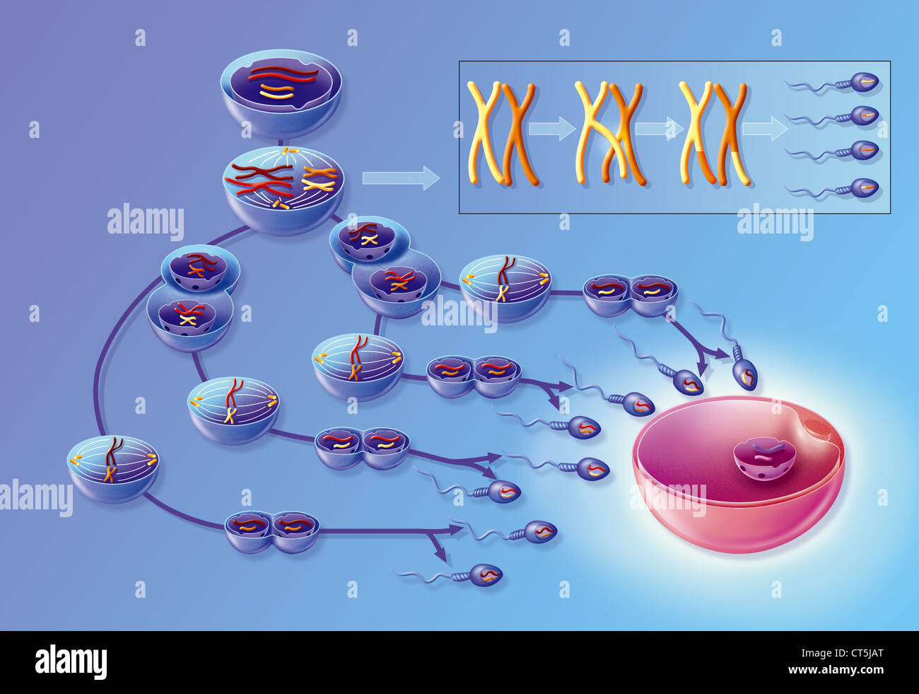 La spermatogenèse, dessin Photo Stock - Alamy