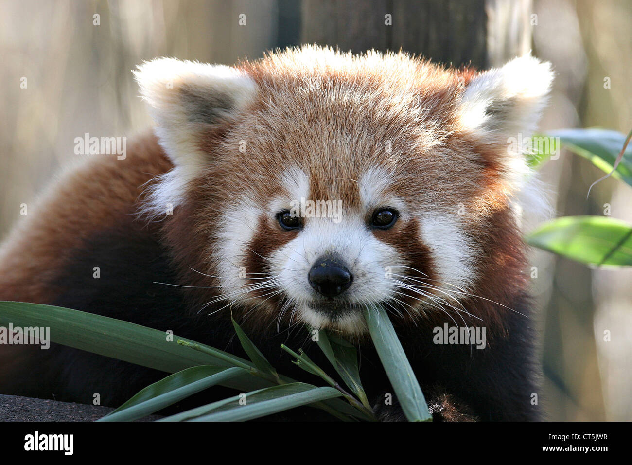 Panda rouge manger Banque de photographies et d’images à haute ...