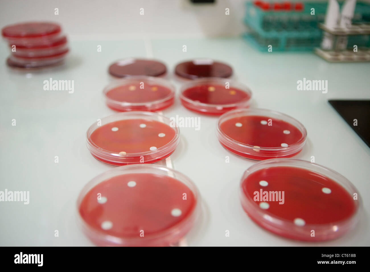 Antibiogram antibiotic sensitivity test Banque de photographies et d ...