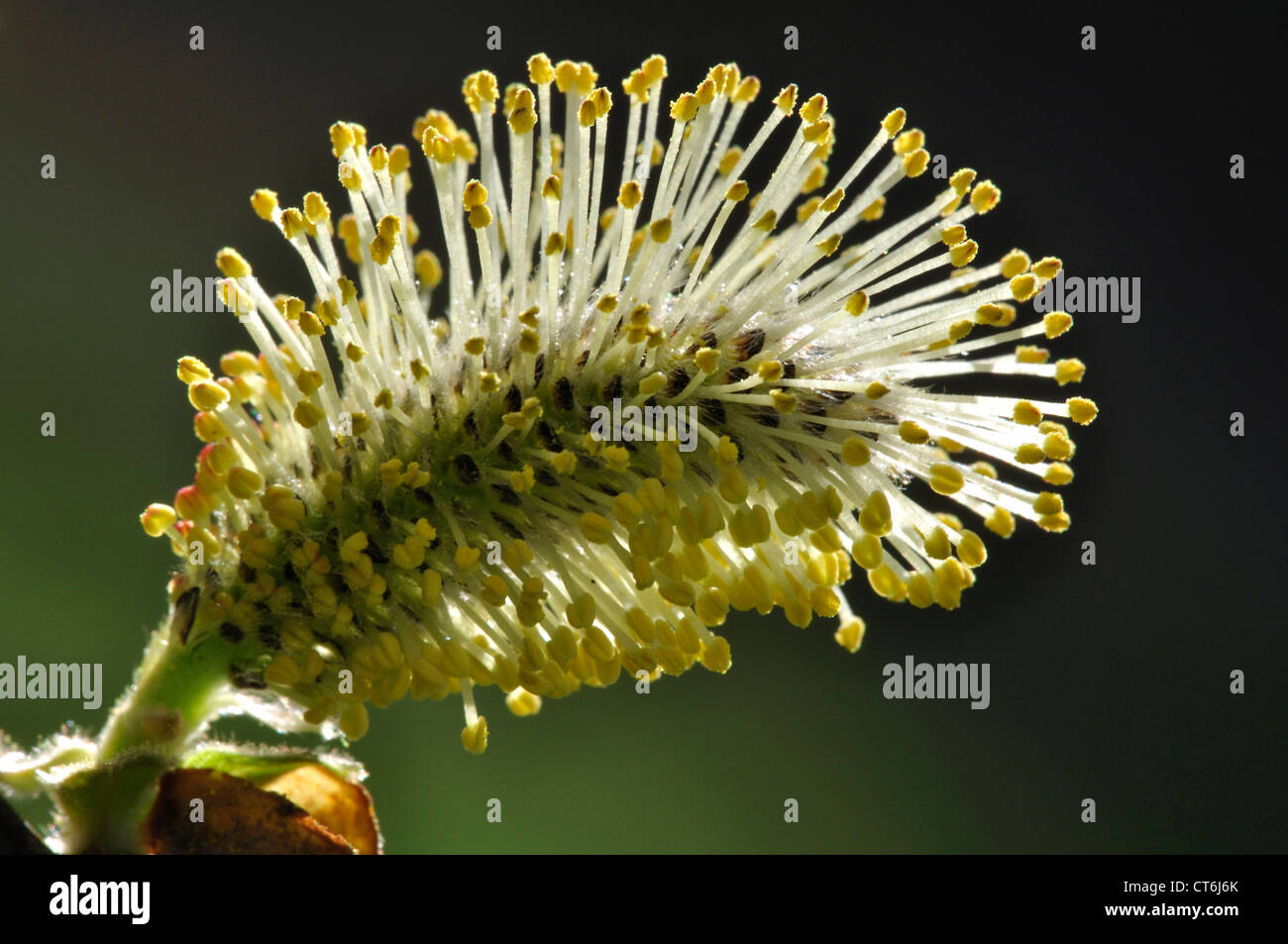 Chaton mâle gris willow Salix cinerea Salicaceae arbre à feuilles ...