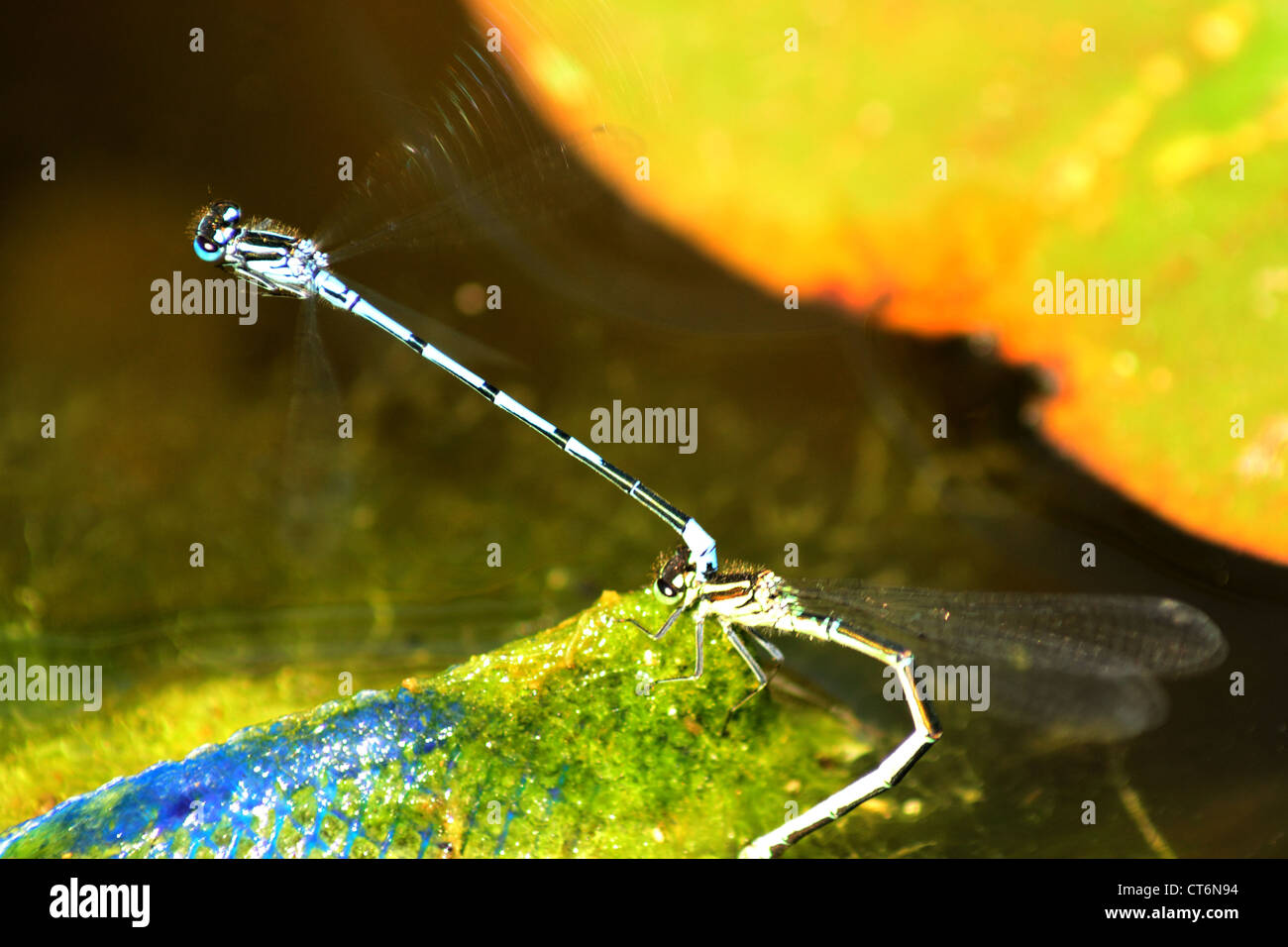Demoiselle mouches Banque de photographies et d’images à haute ...