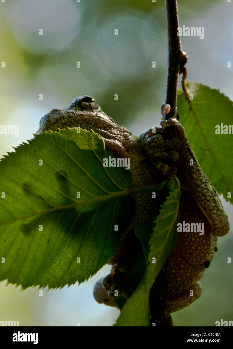 Hyla versicolor grenouille Banque de photographies et d’images à haute ...