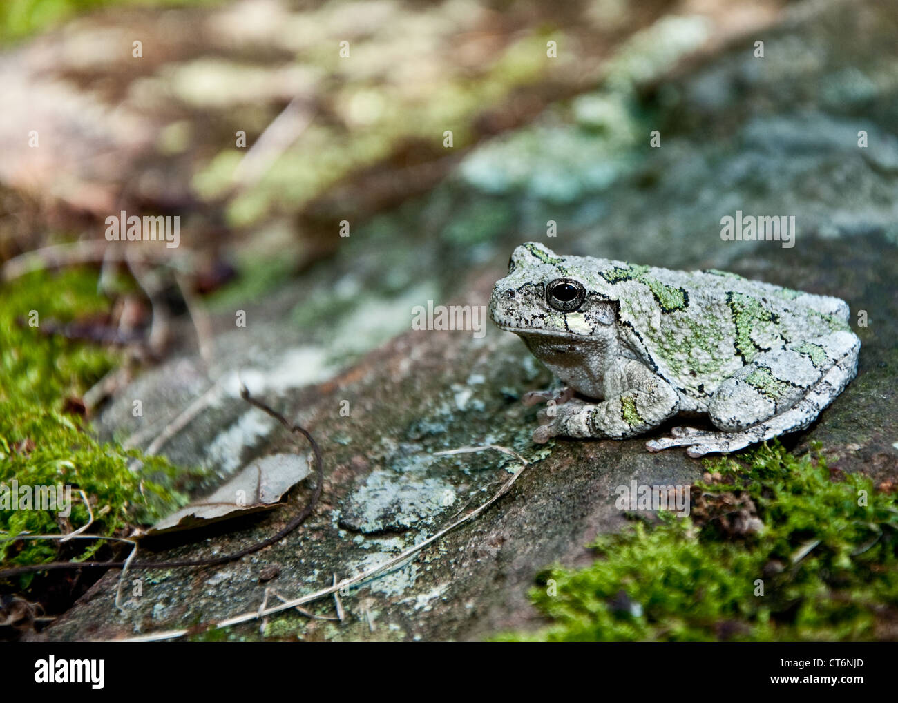 Hyla Versicolor Banque d'image et photos - Alamy