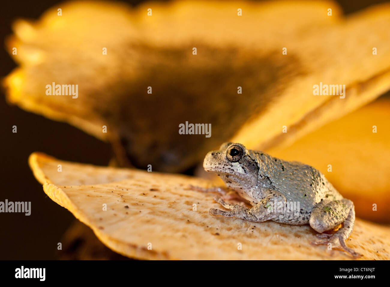 Amphibien hyla versicolor Banque de photographies et d’images à haute ...