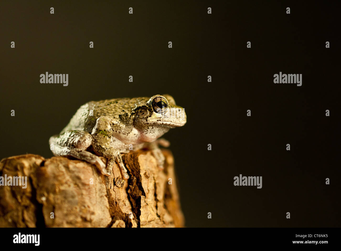 Hyla versicolor Banque de photographies et d’images à haute résolution ...