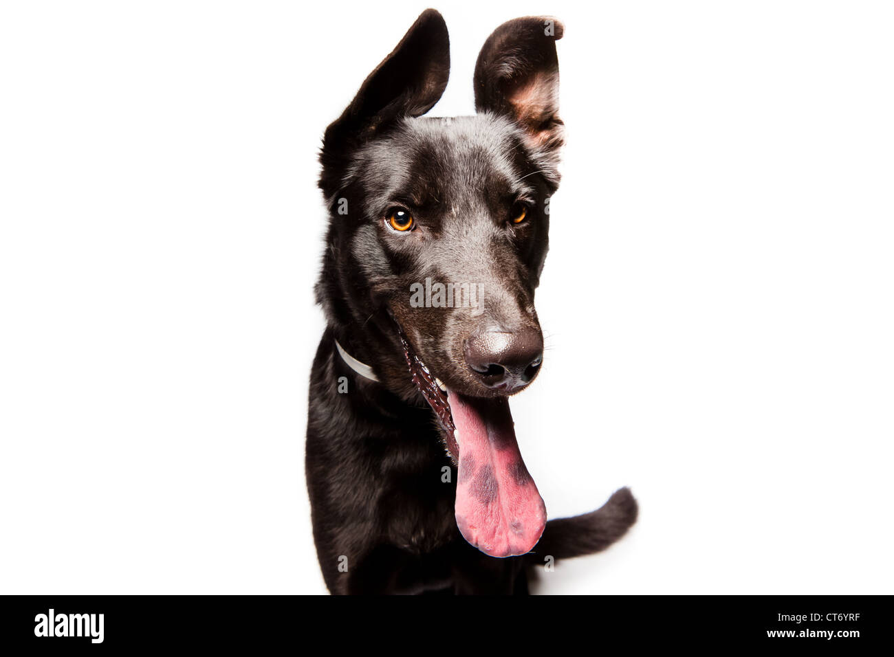 Berger Allemand Noir Banque d'image et photos - Alamy