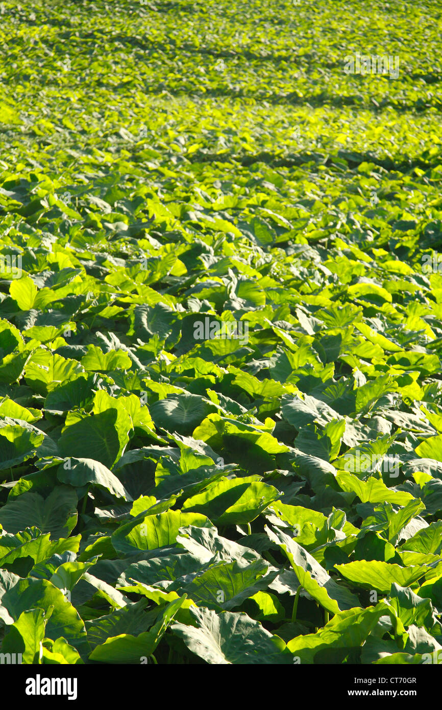 Le taro (Colocasia esculenta) plantation dans le village de Furnas. L ...