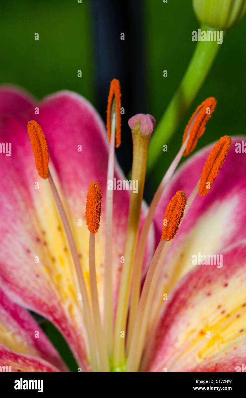 Tigre rose Banque de photographies et d’images à haute résolution - Alamy