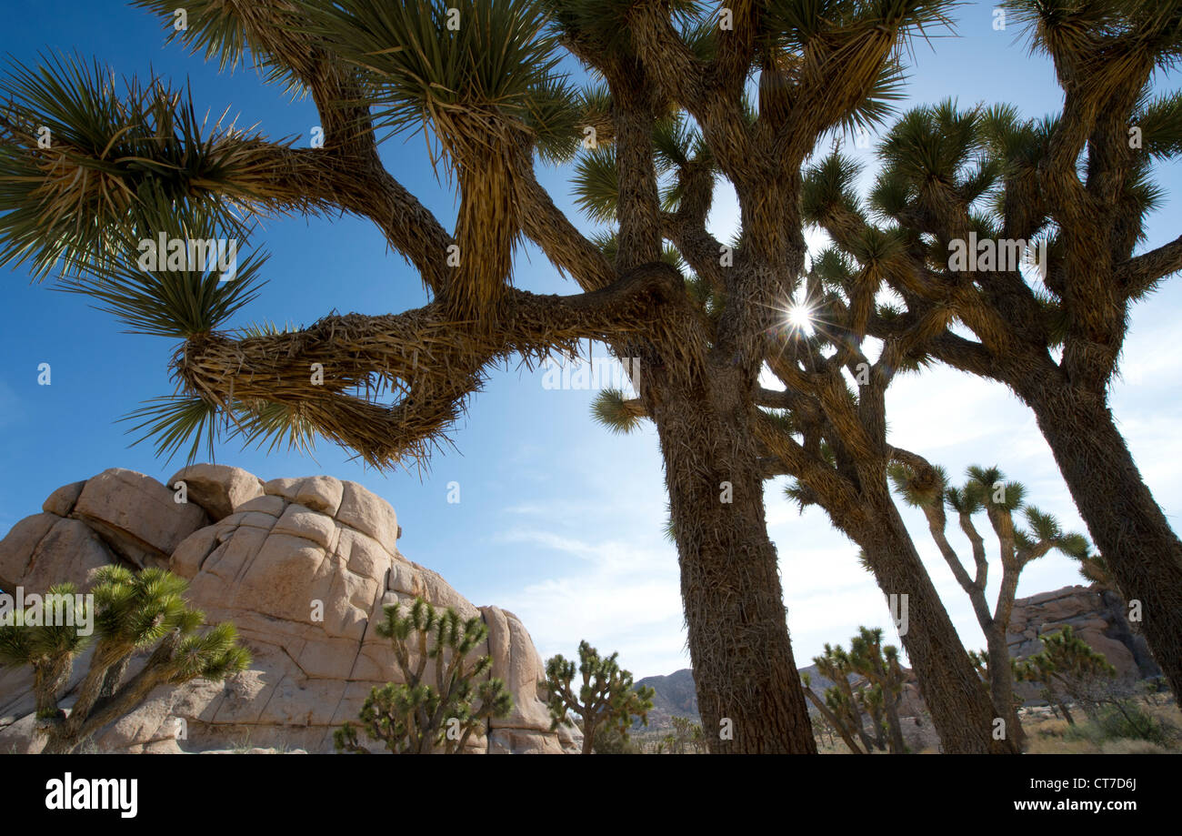 Désert d'arbres Banque de photographies et d’images à haute résolution ...