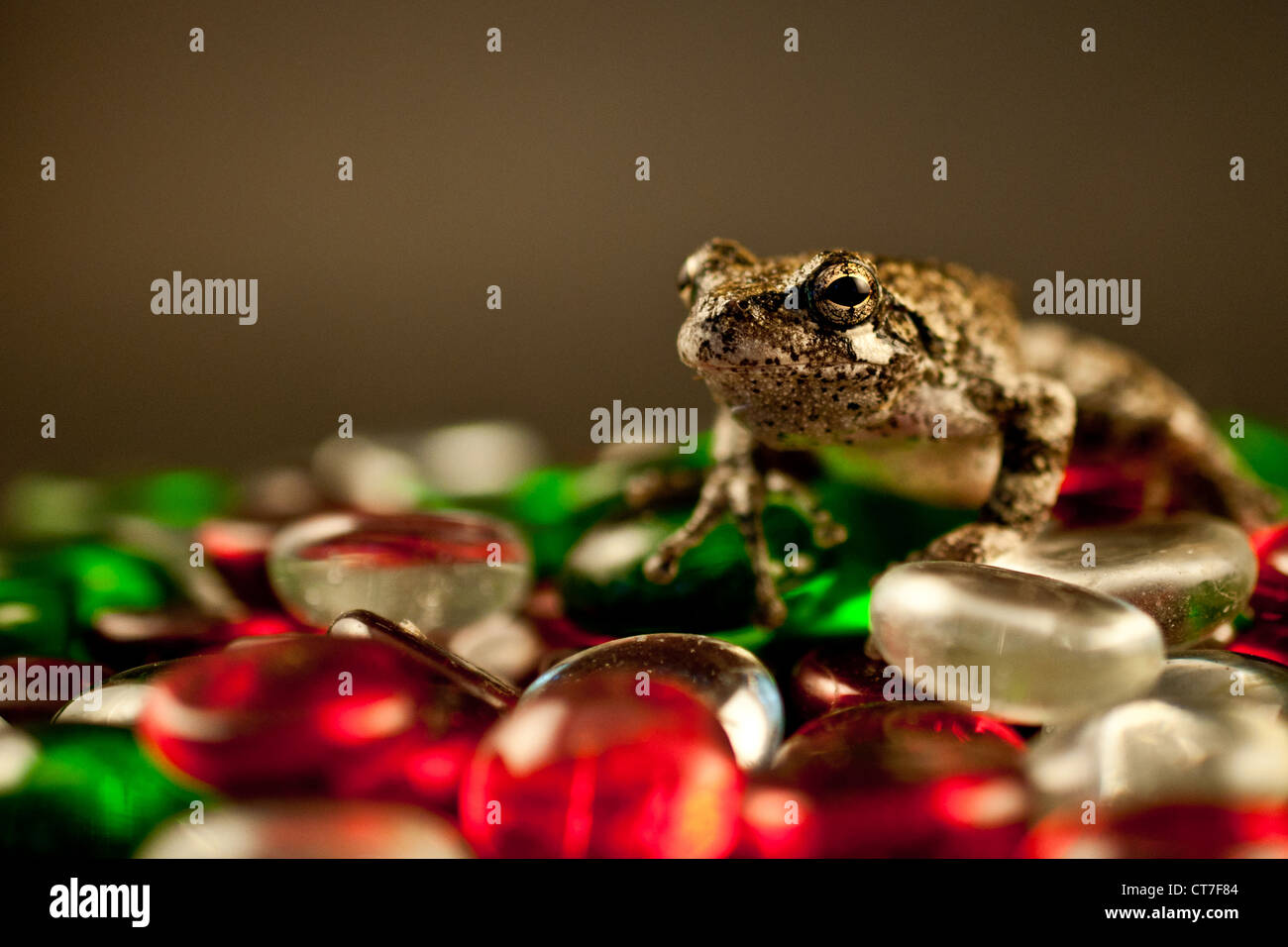 Amphibien hyla versicolor Banque de photographies et d’images à haute ...